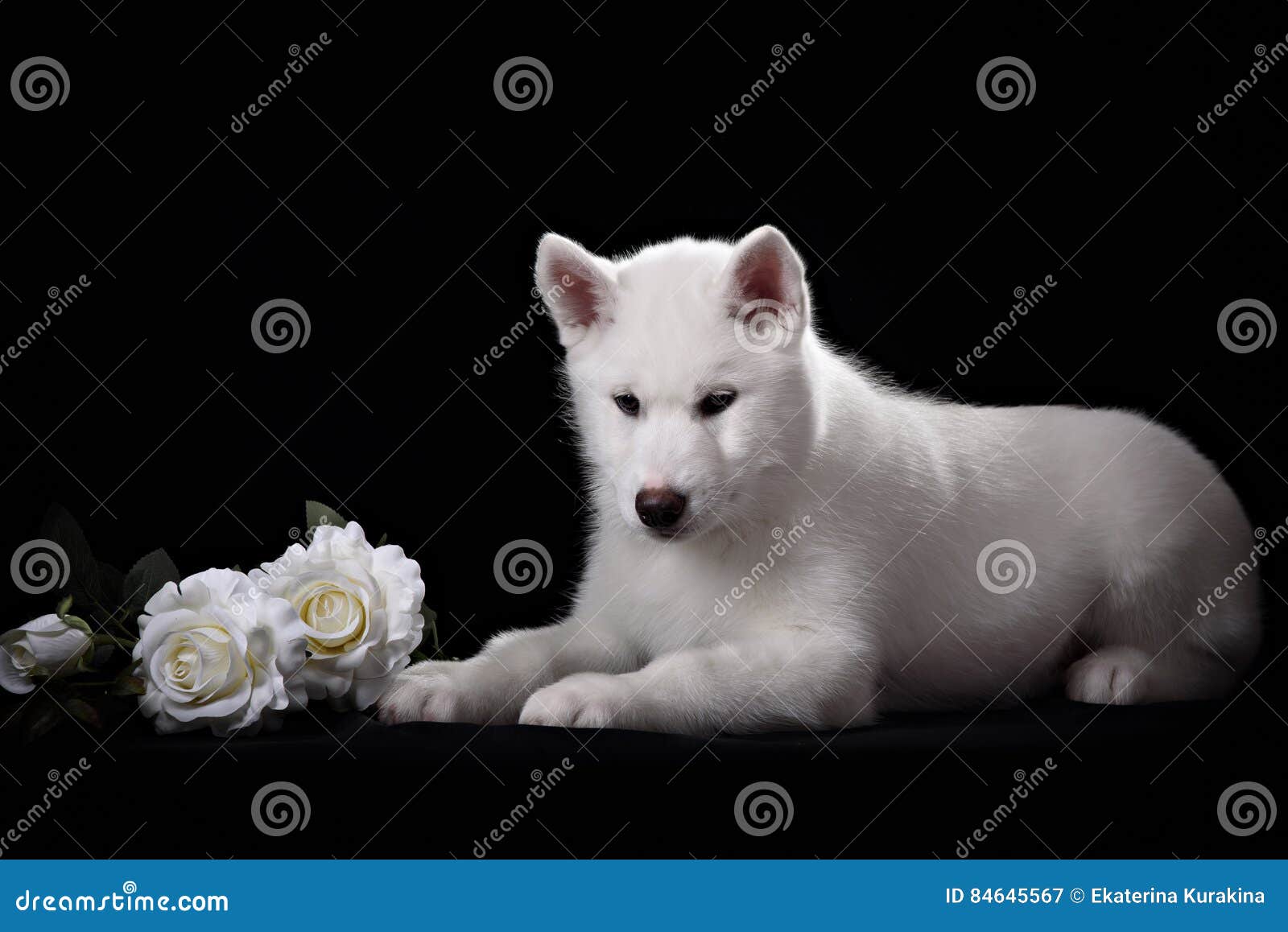 White Siberian Husky Puppy and Rose Stock Image - Image of pretty, eyes ...