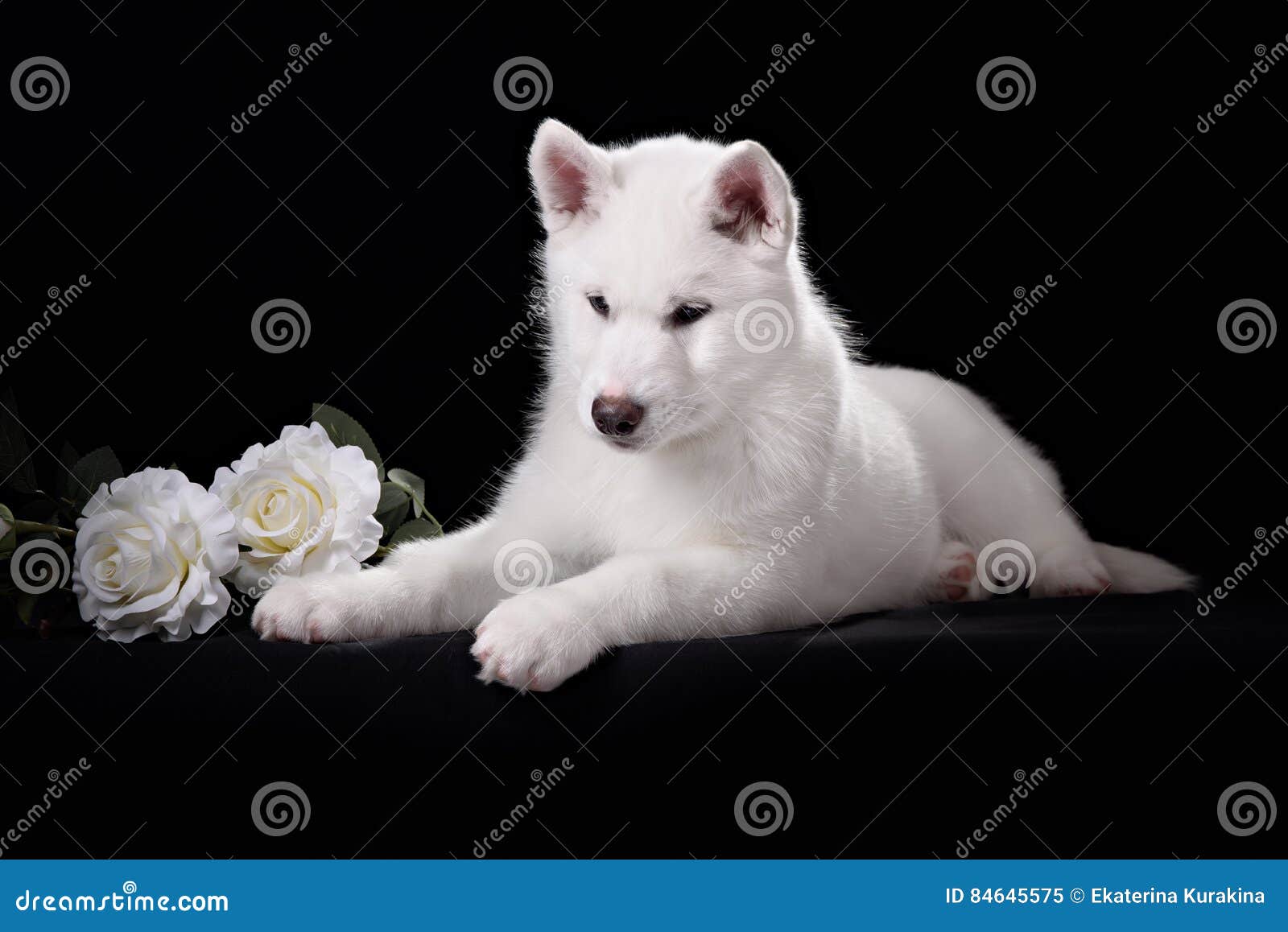 White Siberian Husky Puppy and Rose Stock Image - Image of flowers ...