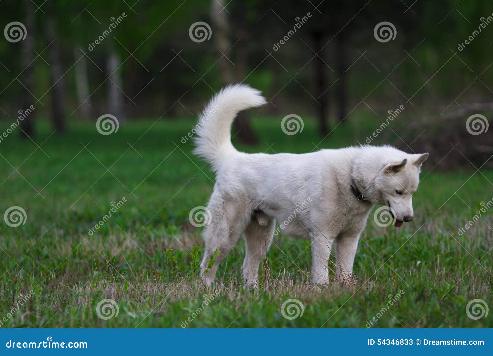 White Siberian Husky is Watching Something in the Grass Stock Image ...