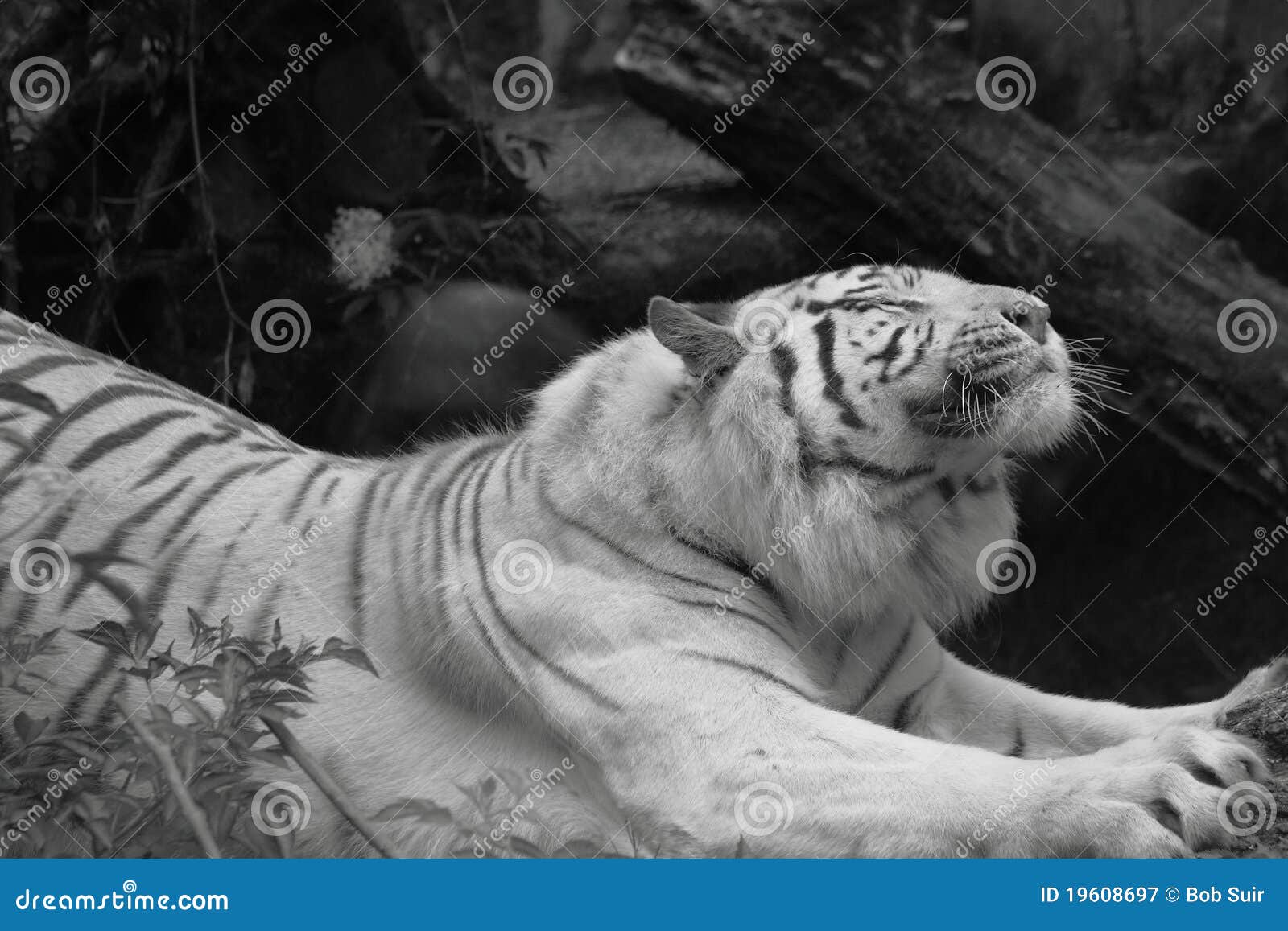 White Siberian Tiger Stretching Stock Image - Image of carnivore, tiger ...