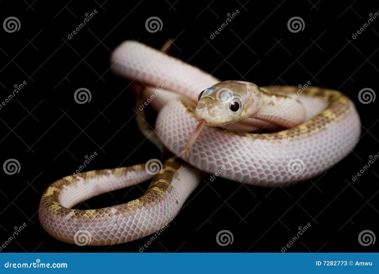 White-sided Jackrabbit (Lepus Callotis) In The Snow, New Mexico Stock ...