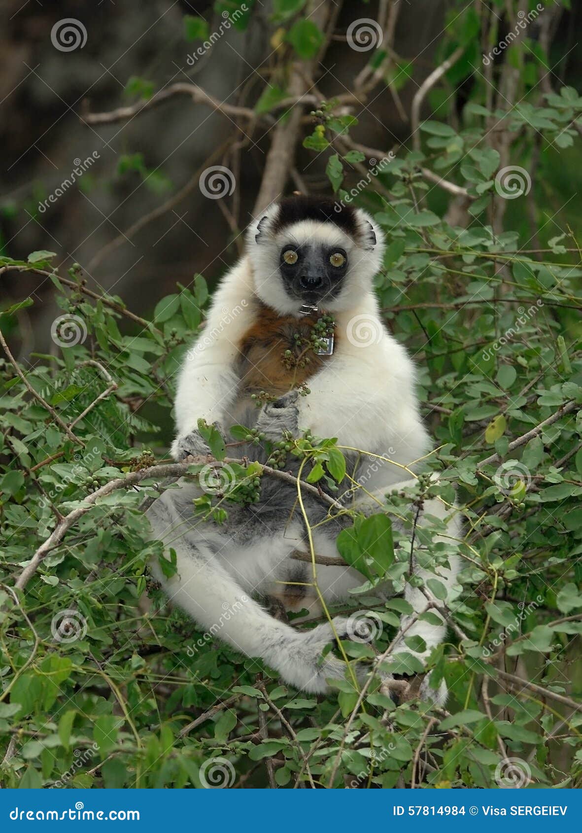 White sifaka stock photo. Image of lemur, looking, beauty - 57814984