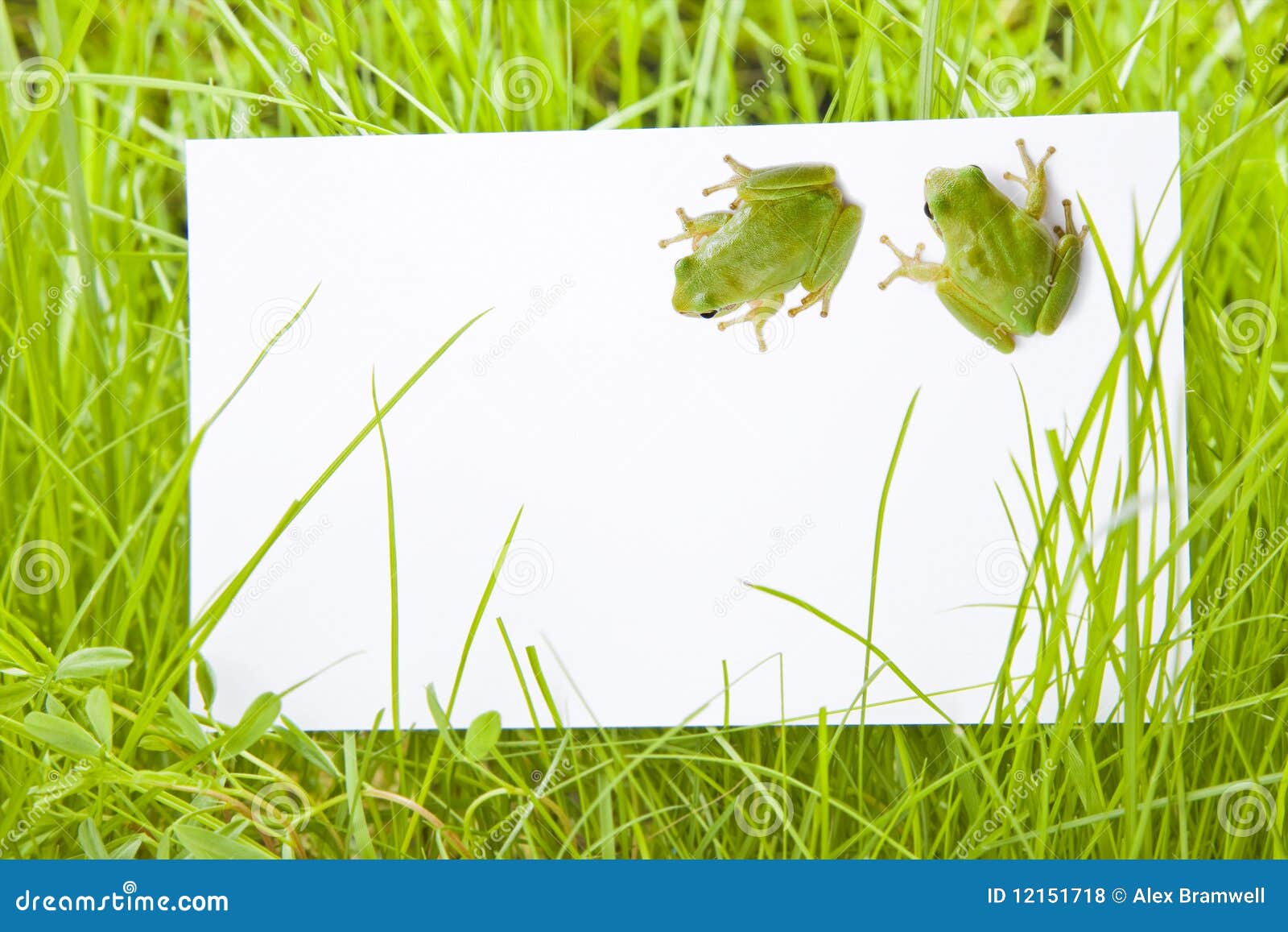 White Sign Amongst Grass with Tree Frogs Stock Photo - Image of white ...