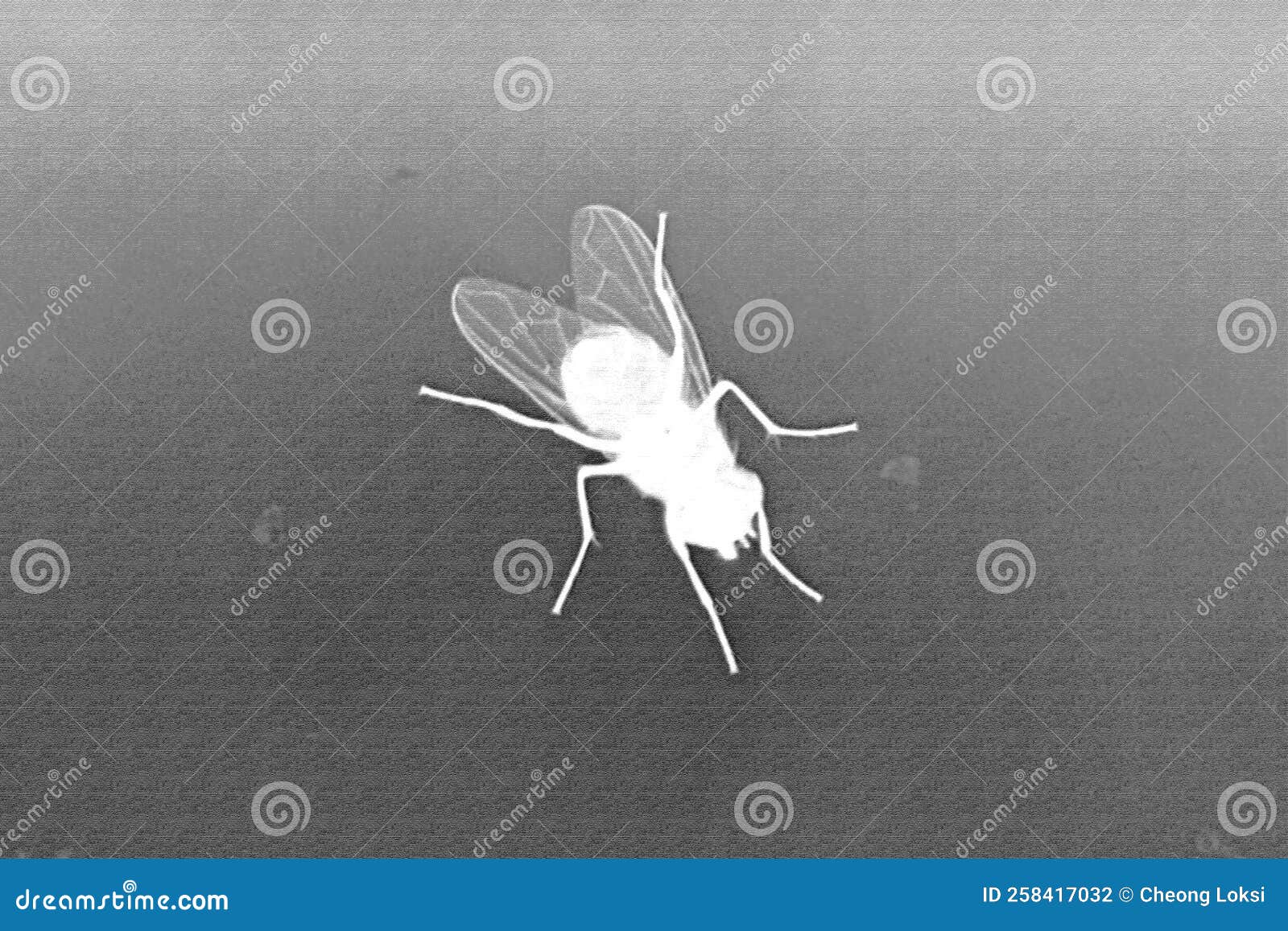 White Silhouettes of Fly Isolated on Black Background. Stock ...
