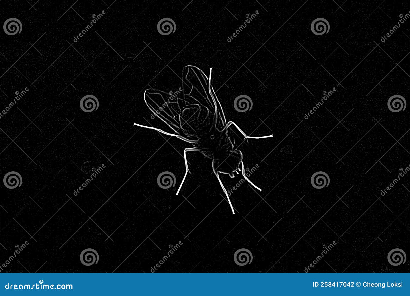 White Silhouettes of Fly Isolated on Black Background. Stock Photo ...