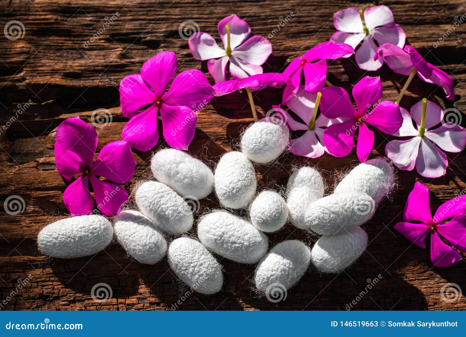White silk cocoon stock image. Image of silky, backdrop - 146519663