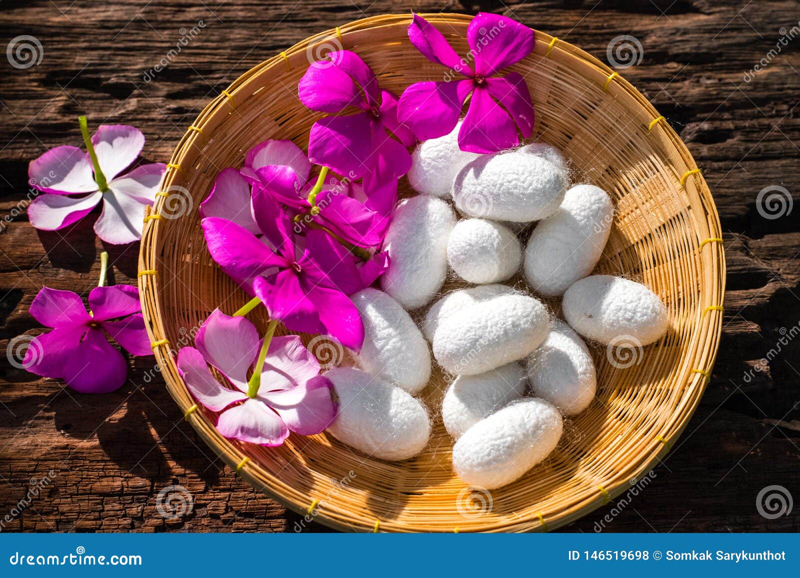 White silk cocoon stock photo. Image of cocoon, pure - 146519698