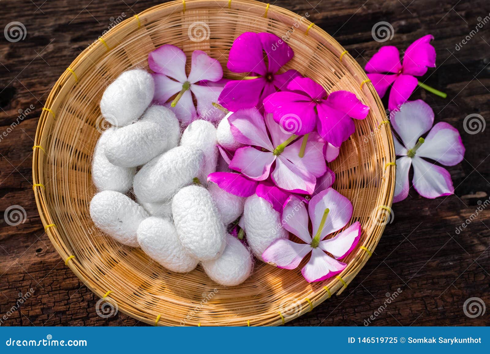 White silk cocoon stock image. Image of material, cocoon - 146519725