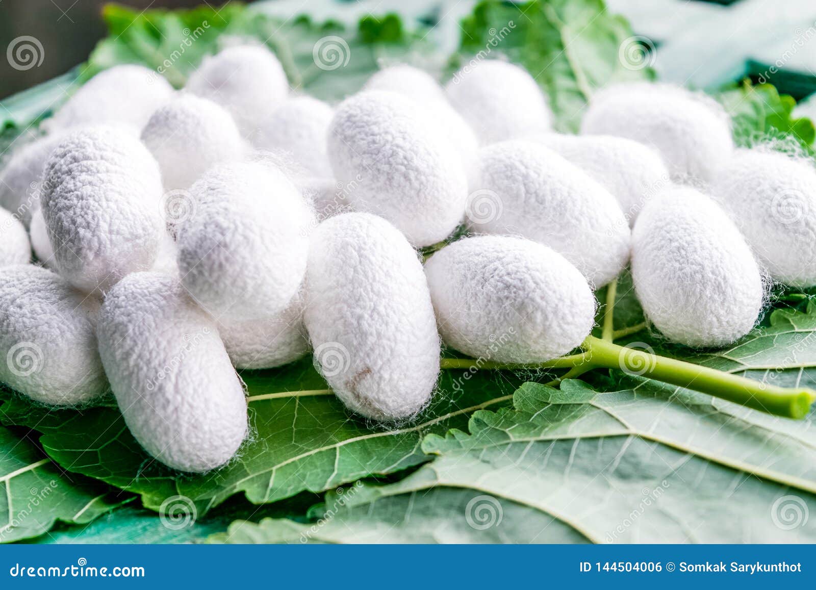 White silk cocoon stock photo. Image of natural, nature - 144504006