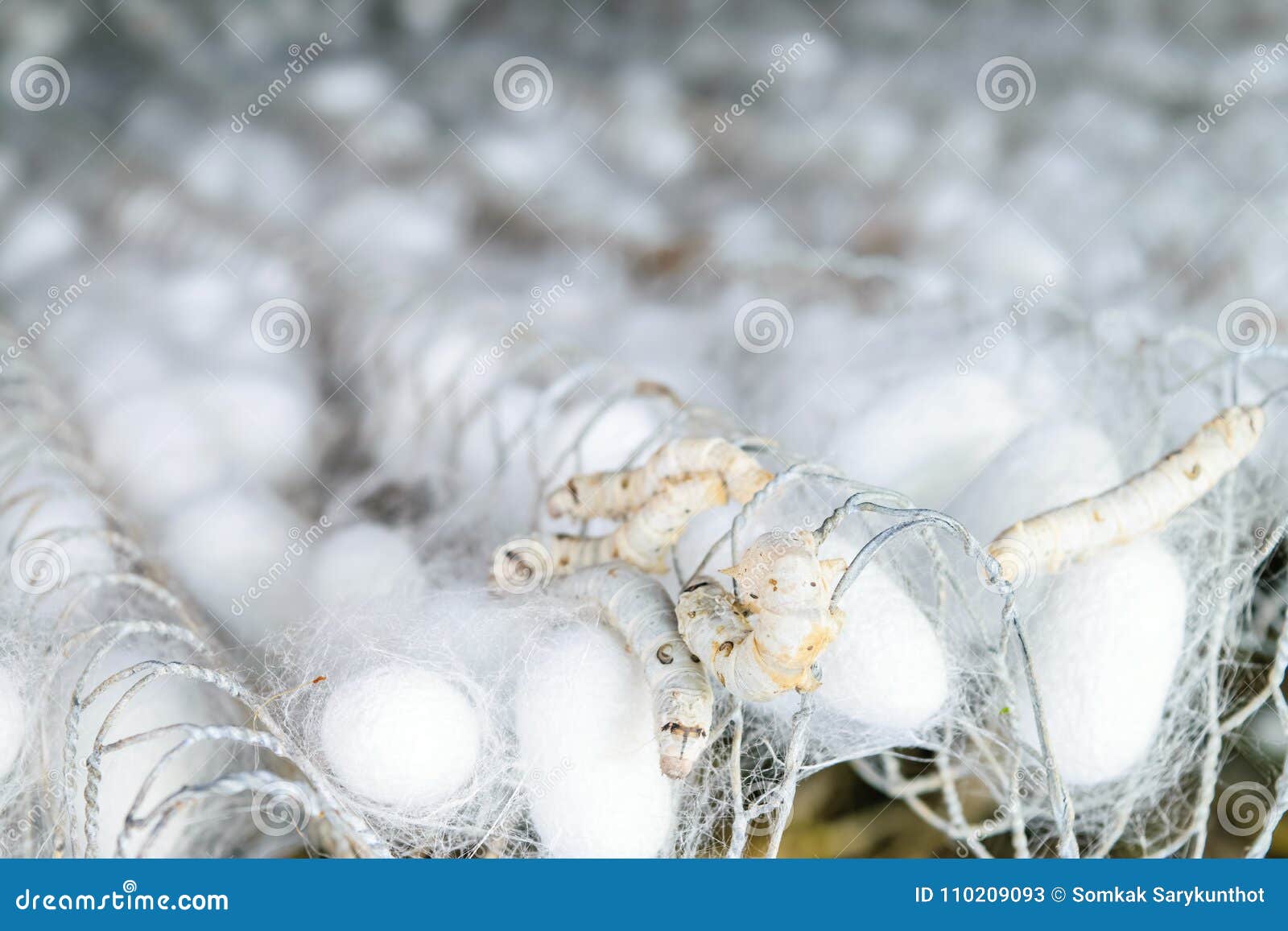 White silk cocoon stock image. Image of industry, fabric - 110209093