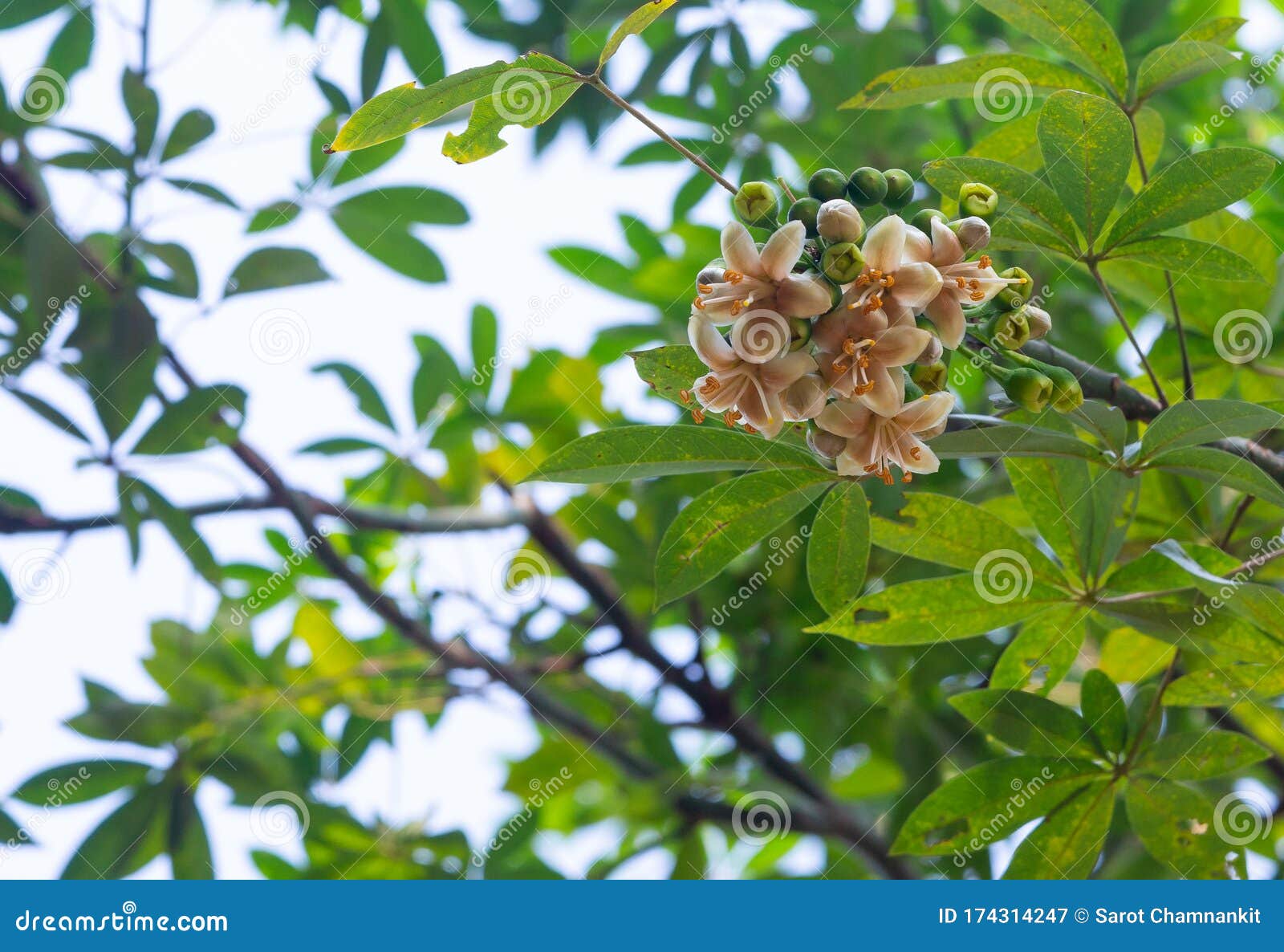 White Silk Cotton Tree, Ceiba, Kapok, Java Cotton Scientific Name ... White Silk Cotton Tree, Ceiba, Kapok, Java Cotton Scientific Name ...