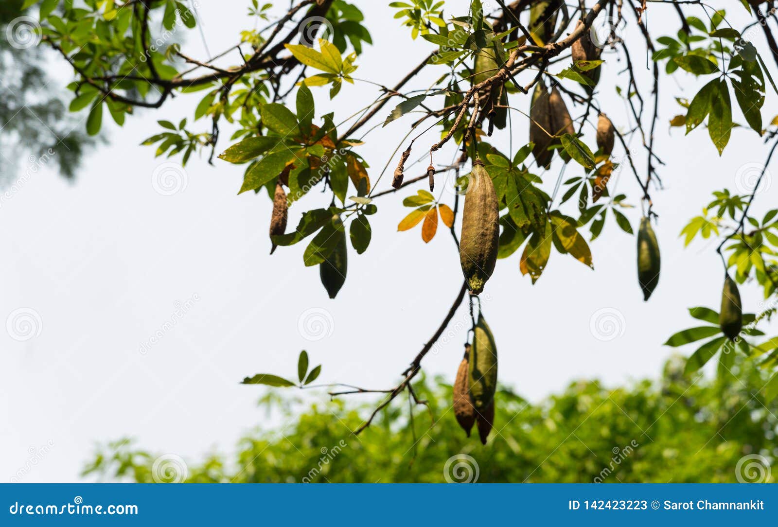 White Silk Cotton Tree, Ceiba, Kapok, Java Cotton Scientific Name ... White Silk Cotton Tree, Ceiba, Kapok, Java Cotton Scientific Name ...