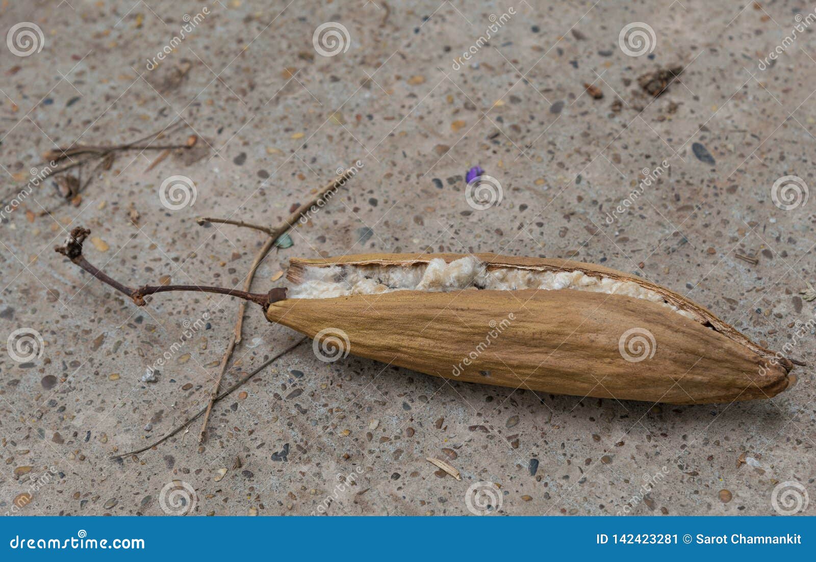 White Silk Cotton Tree, Ceiba, Kapok, Java Cotton, Java Kapok, Silk ...