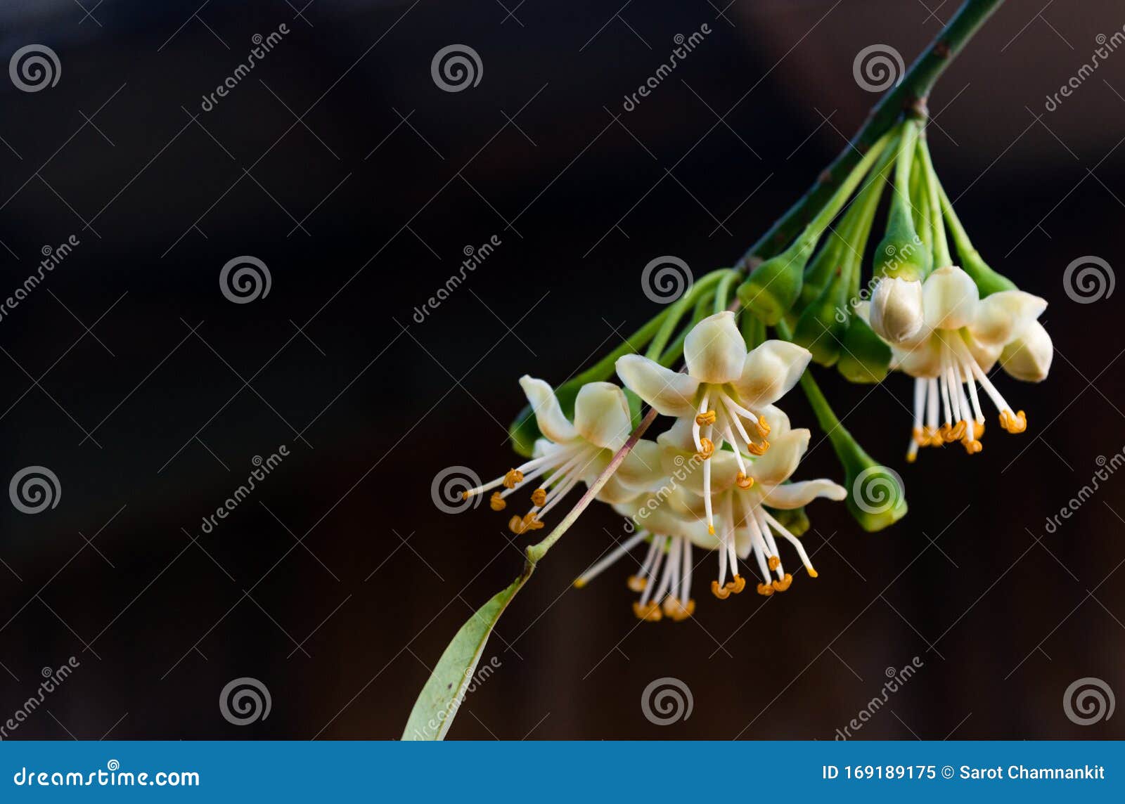 White Silk Cotton Tree, Ceiba, Kapok, Java Cotton Scientific Name ... White Silk Cotton Tree, Ceiba, Kapok, Java Cotton Scientific Name ...