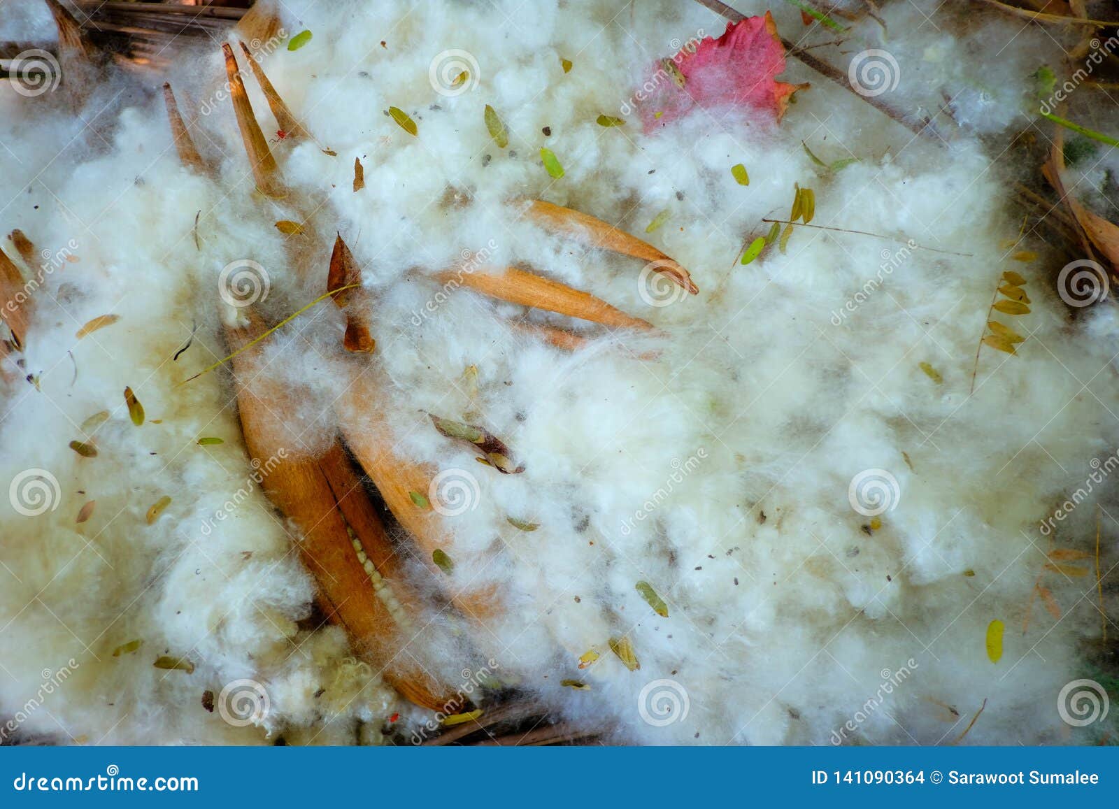 White Silk Cotton Tree Natural Fibers Concept Stock Photo - Image of ...