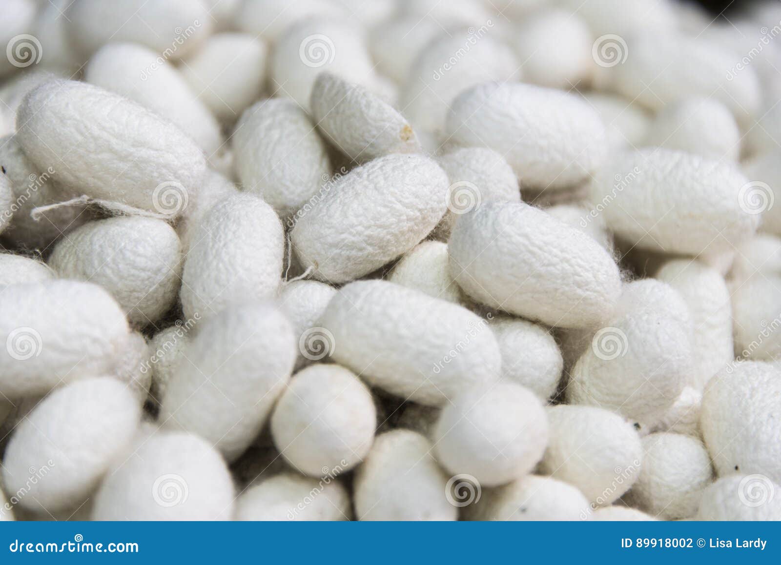 White silk worm pods stock photo. Image of natural, thread - 89918002
