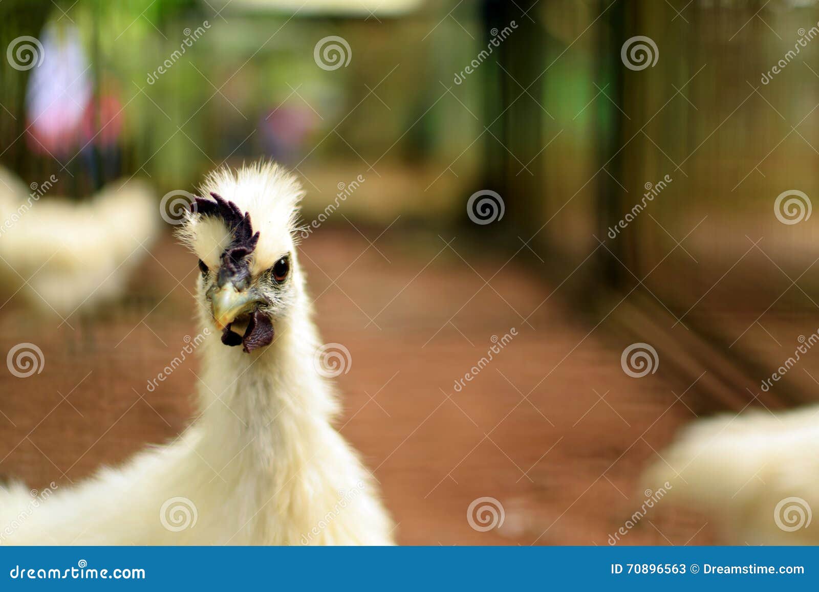 White Silkie Chicken In Zoo Background Royalty-Free Stock Photography ...