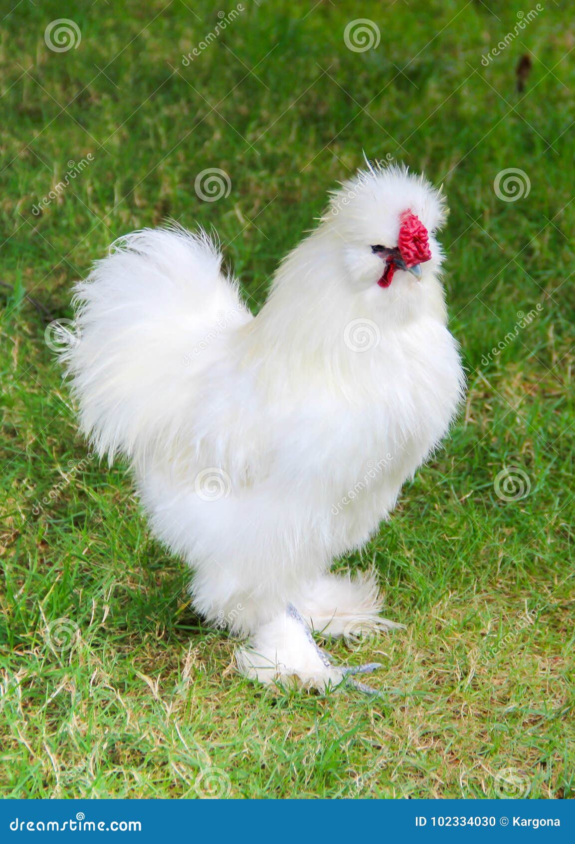 A white silkie hen stock photo. Image of claw, farm - 102334030