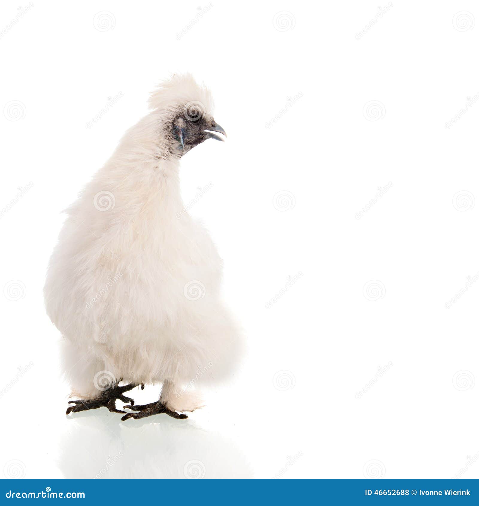 White Silkie stock photo. Image of white, gallus, silky - 46652688