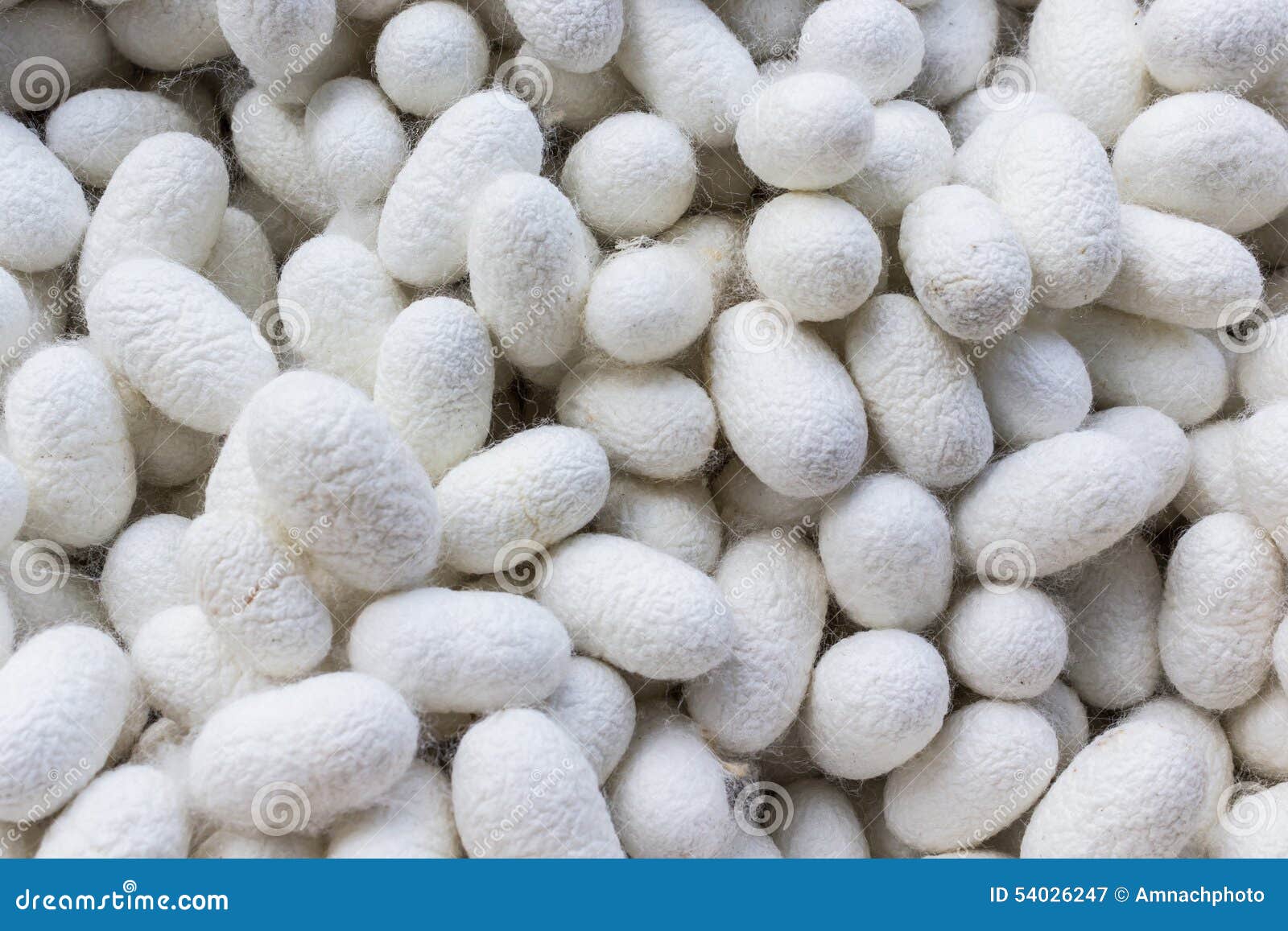 White silkworm cocoon . stock image. Image of delicate - 54026247