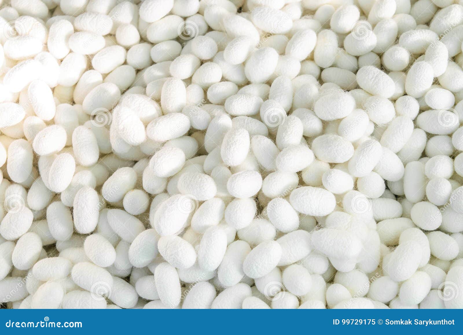 Cocoon of silk worm stock image. Image of healthy, macro - 99729175