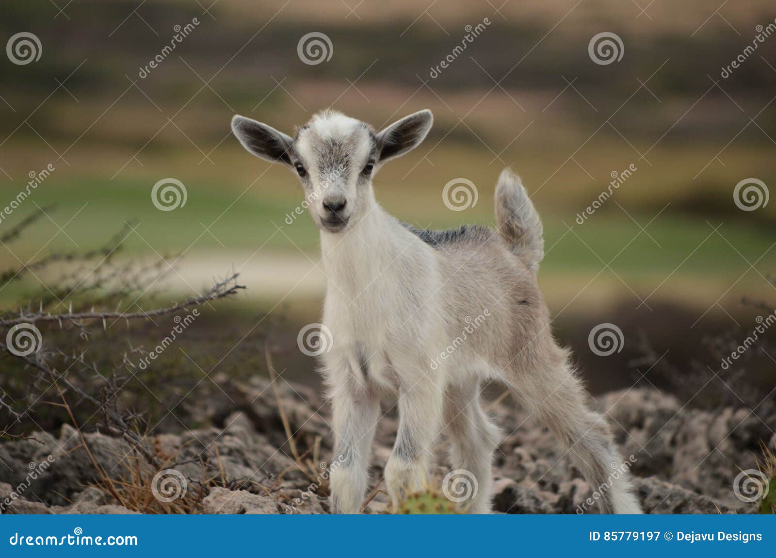 Goat Aruba Stock Photos - Free & Royalty-Free Stock Photos from Dreamstime
