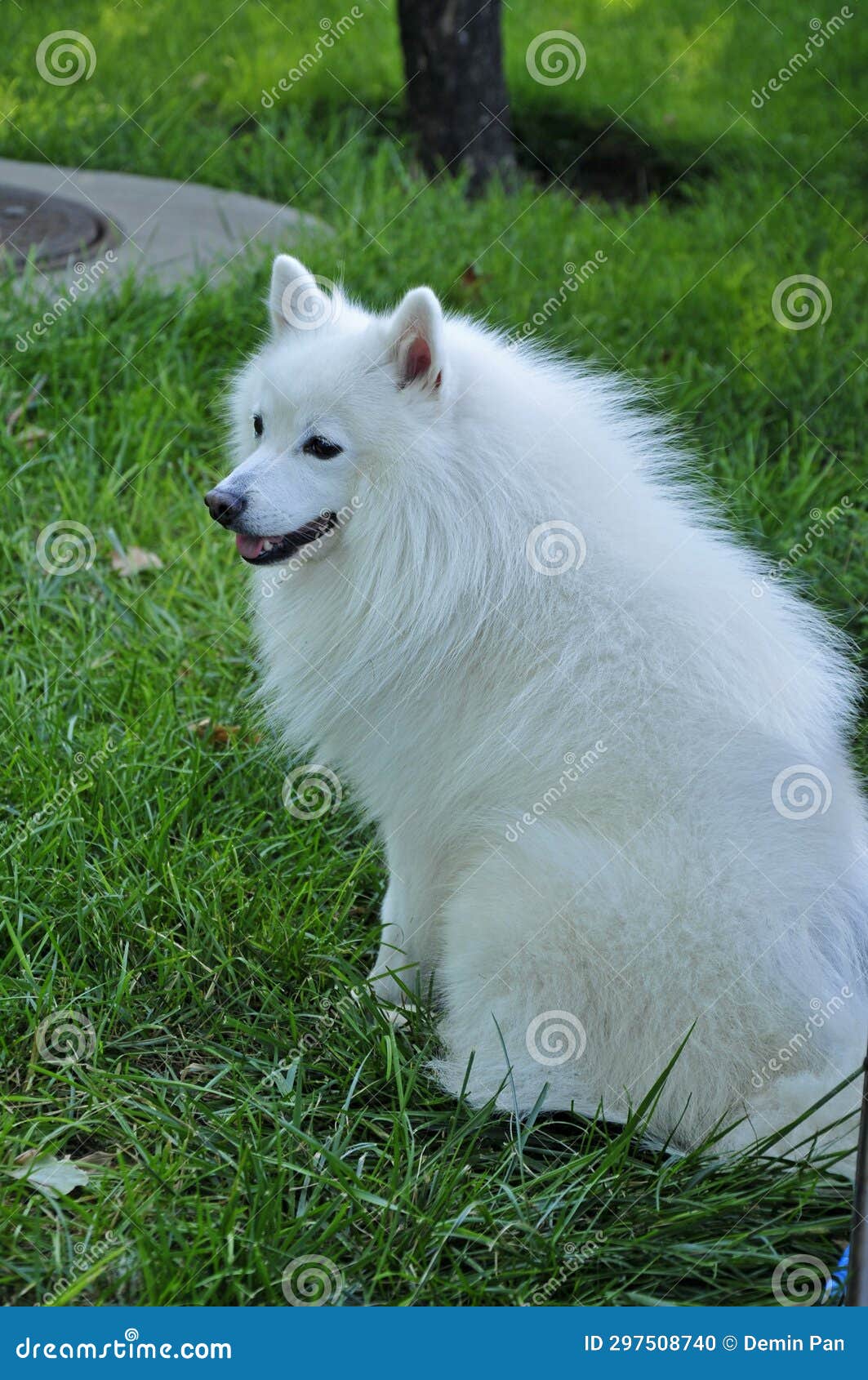 A White Silver Fox Breed in the Wild Stock Photo - Image of silver ...
