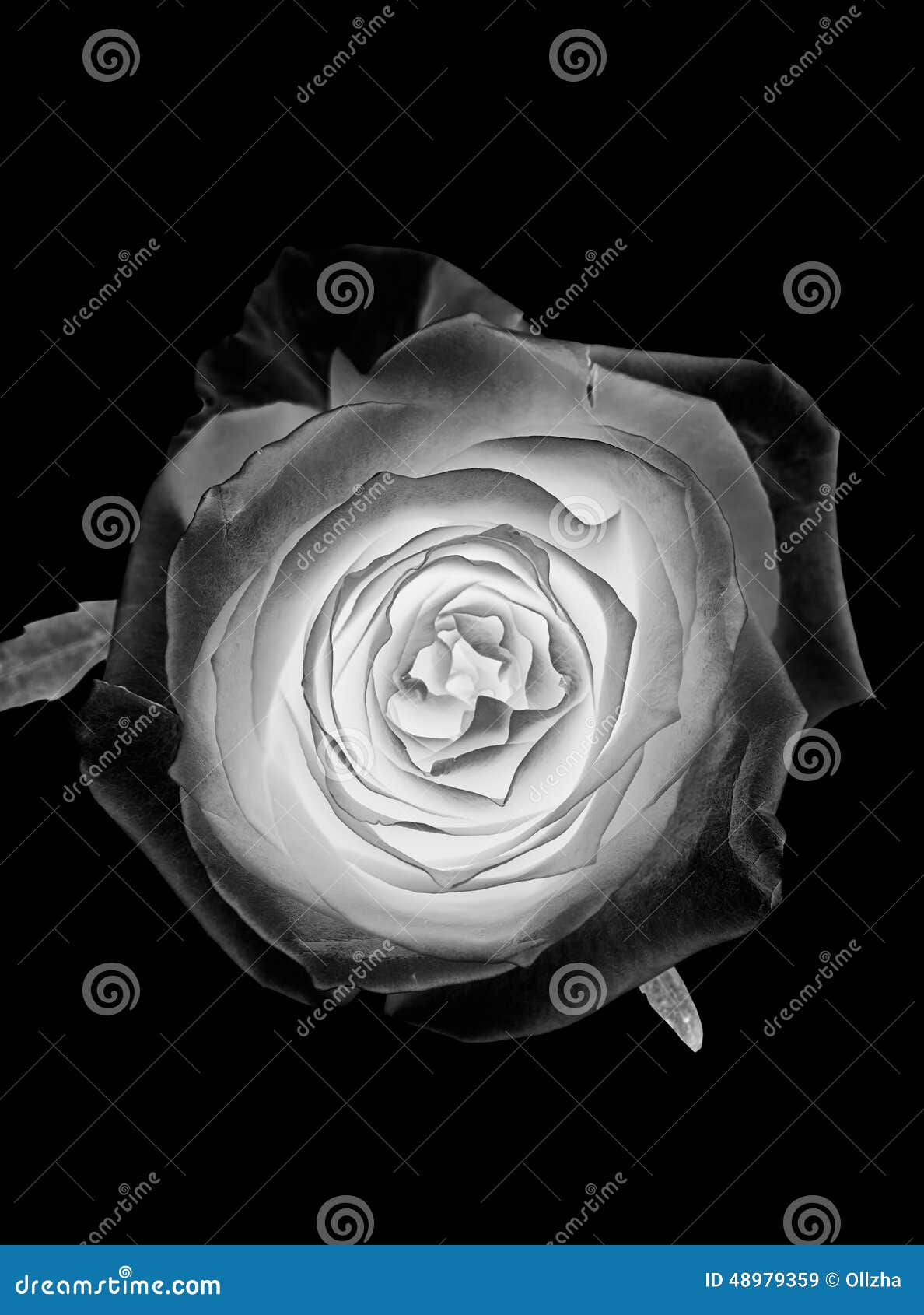 Silver Rose Flower On Gold Background. Luxury And Success. Metallized ...