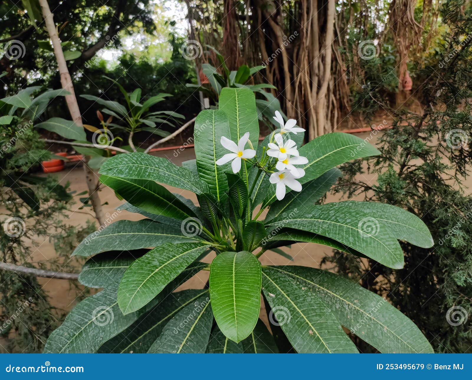 White Singapore Graveyard Flowers on the Plant Stock Image - Image of ...
