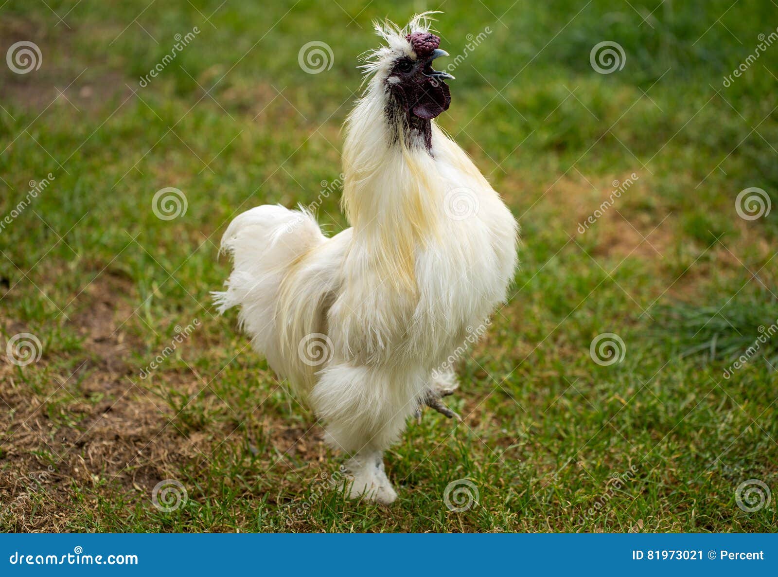 Singing Red Rooster Royalty-Free Stock Photo | CartoonDealer.com #38368245
