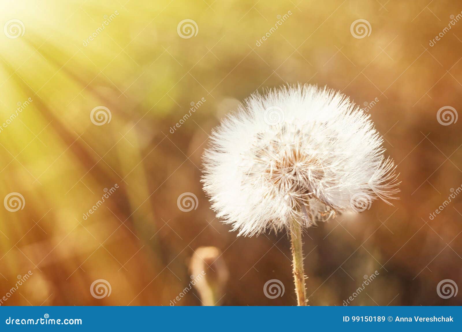 White Single Dandelion in the Bright Rays of the Sun Stock Image ...