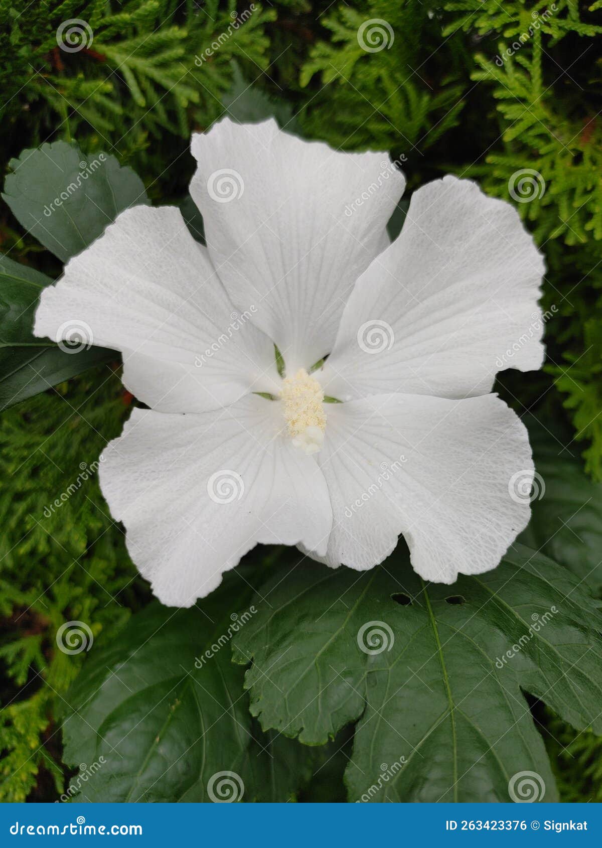 White Single Hibiscus Flower Wild Stock Photo - Image of produce ...