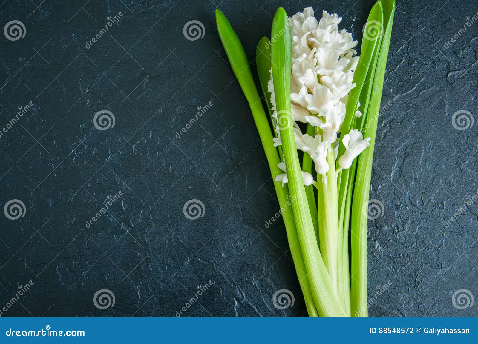 White Single Hyacinth on a Black Stone Background. Copy Space an Stock ...