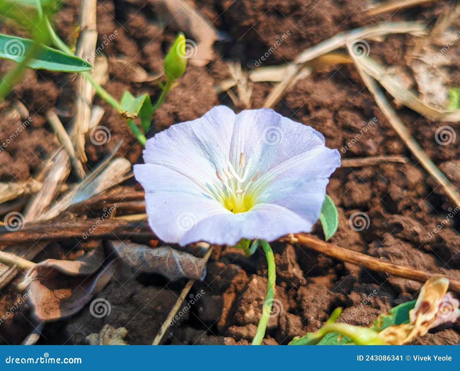 White Single Petal Flower on Plant Onsoil Stock Image - Image of flower ...