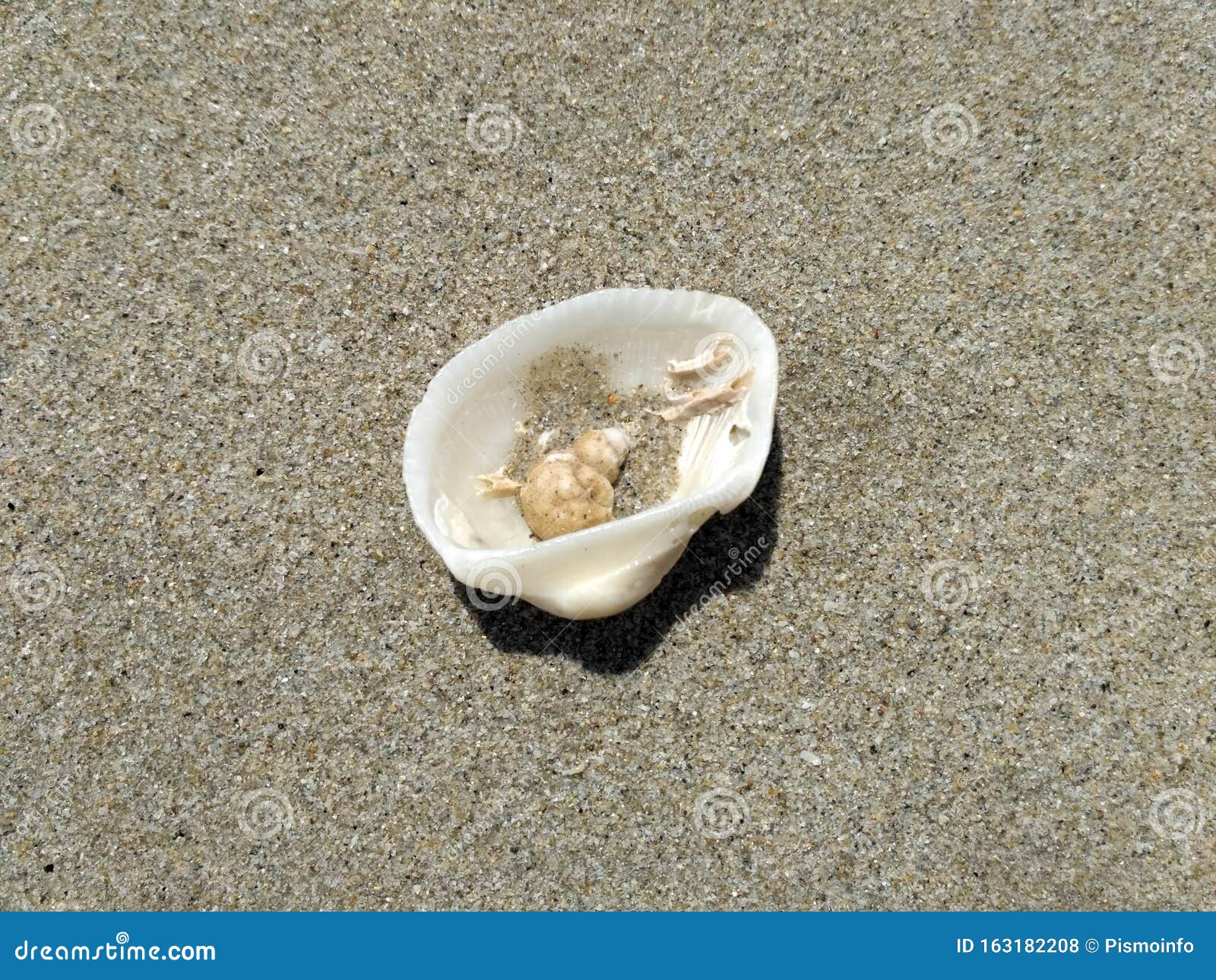 White Shell in the Sand of a Beach Stock Photo - Image of conch, ocean ...