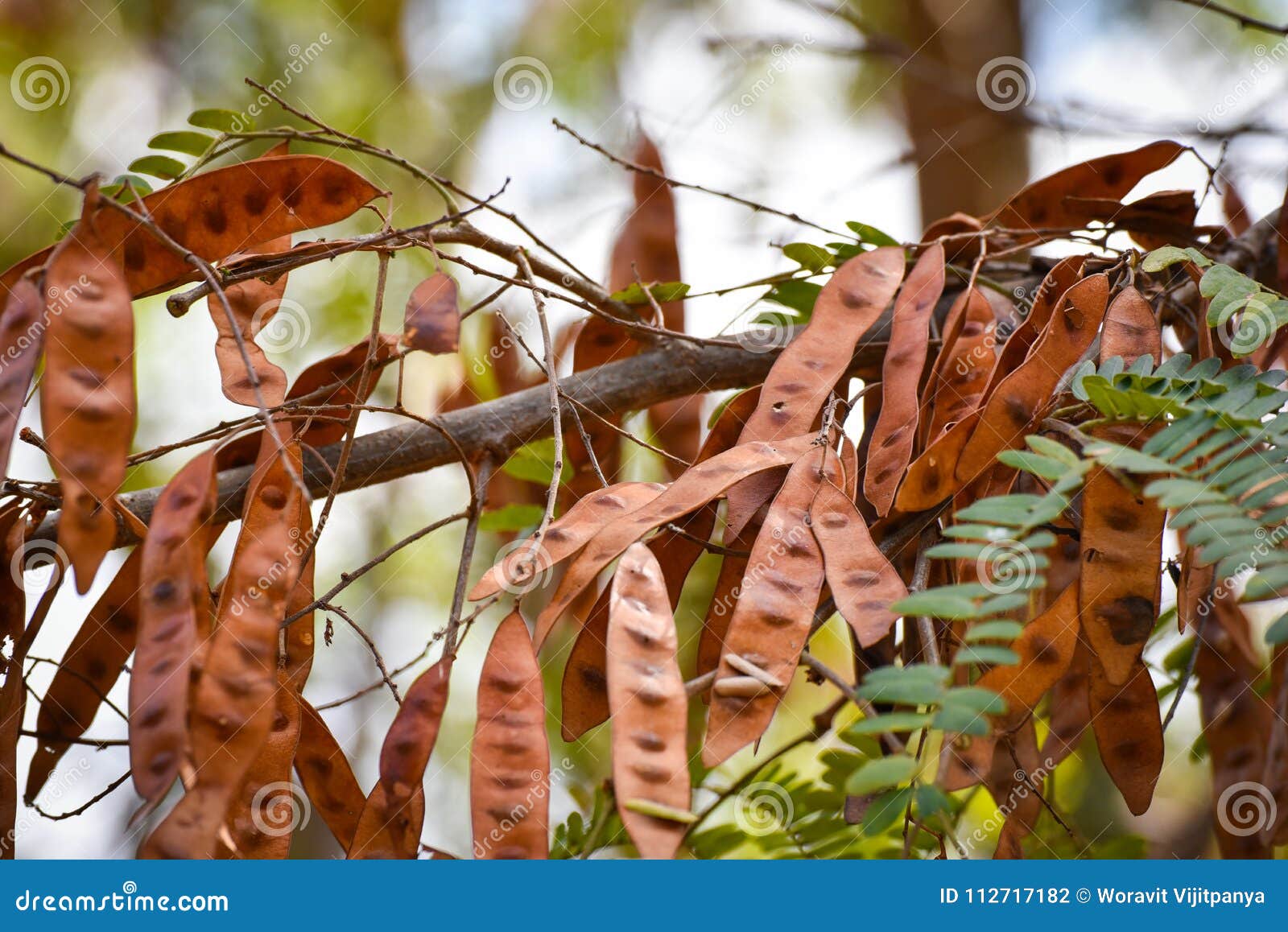 White Siris stock photo. Image of blooming, acacia, tree - 112717182