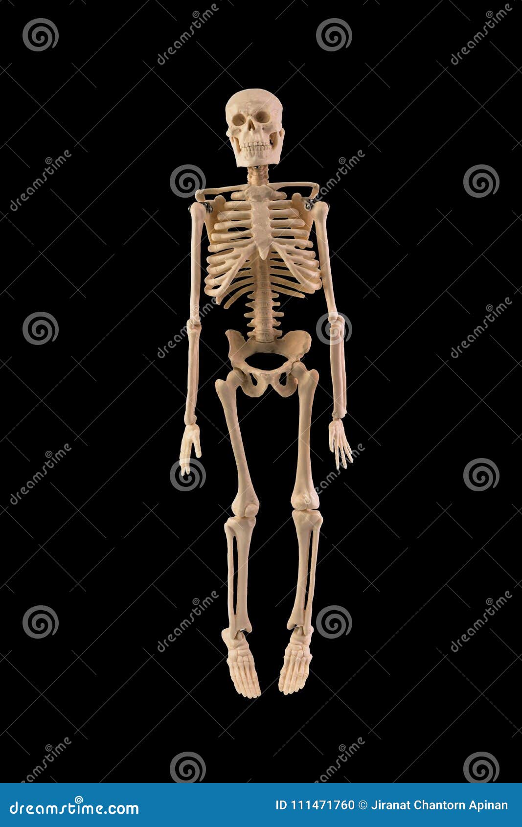 White Skeleton Model Isolated on Dark Background Stock Photo - Image of ...