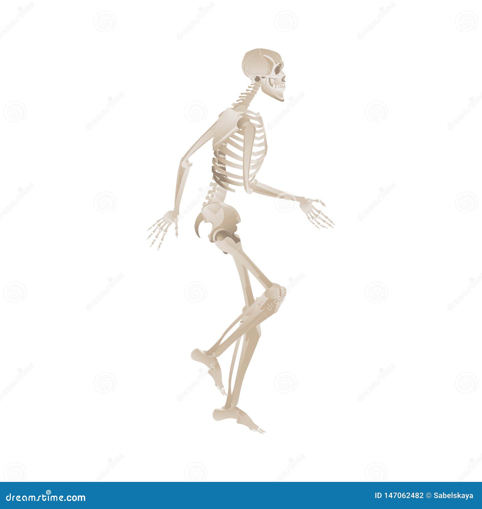 White Skeleton Running or Walking in Dynamic Posture Stock Vector ...