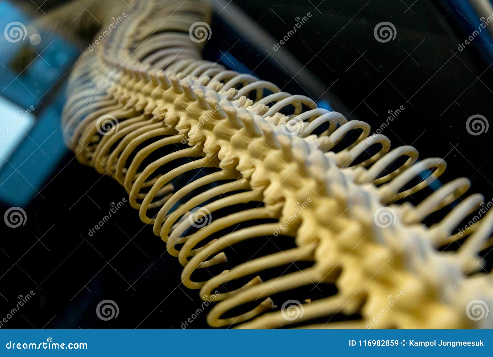 Skeleton Of Venomous Eastern Coral Snake Still Showing The Colors ...