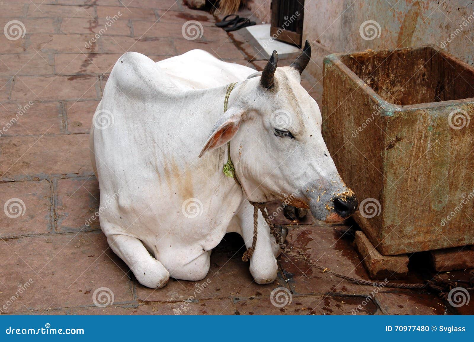 White skinny cow stock photo. Image of leash, capital - 70977480