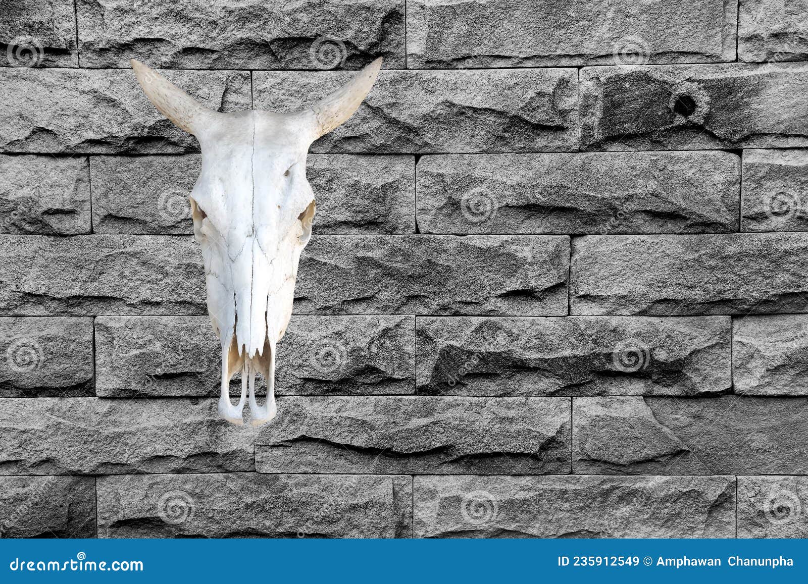 White Skull Bull Head Decorative on Grey Brick Wall Background Stock ...