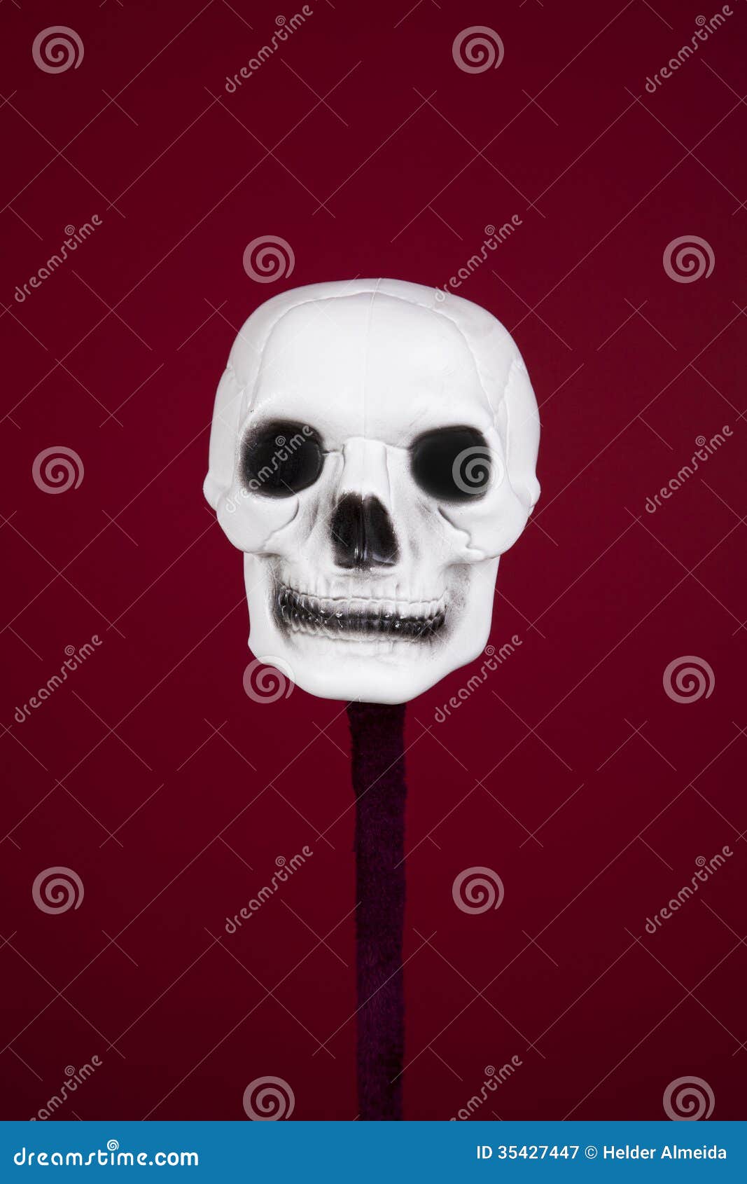 White skull stock image. Image of cranium, evil, scary - 35427447
