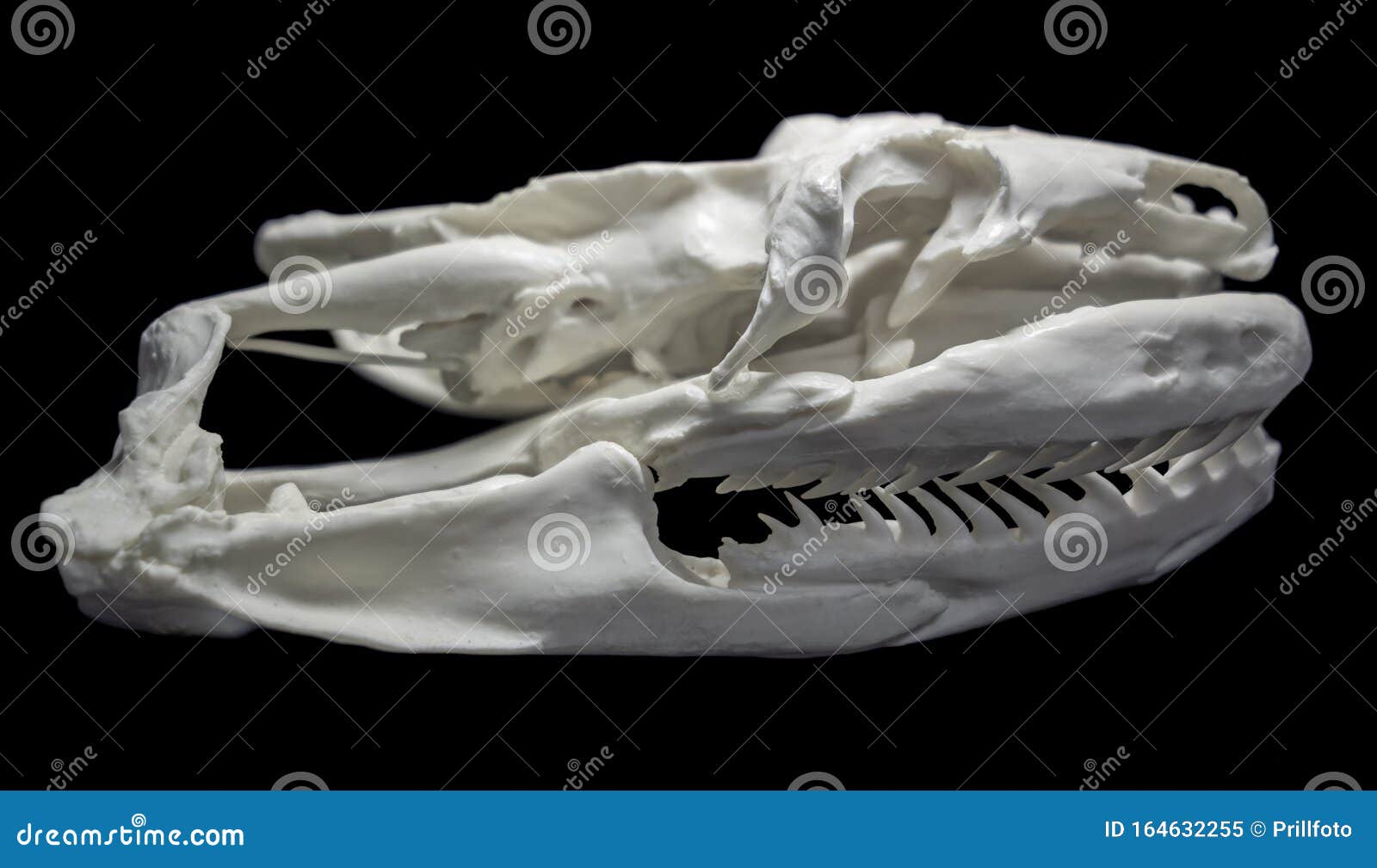 Snake skull stock image. Image of neat, white, vertebrate - 164632255