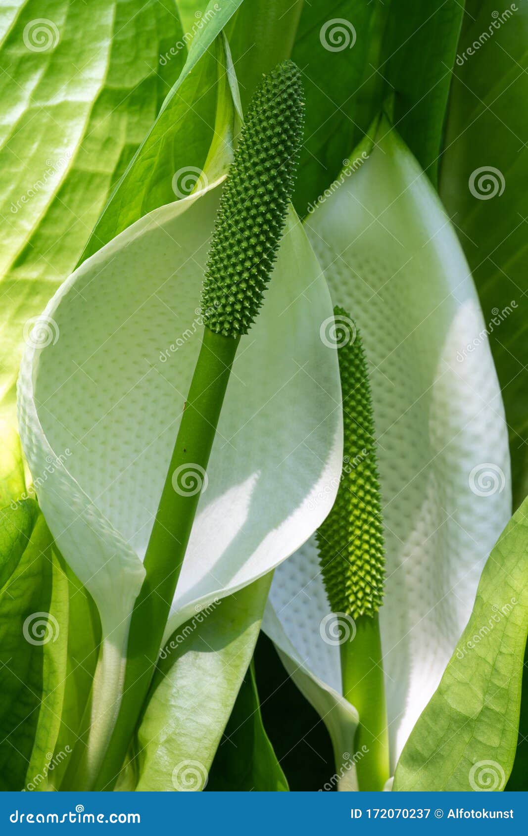 White Skunk Cabbage, Lysichitum Camtschatcense Stock Image - Image of ...
