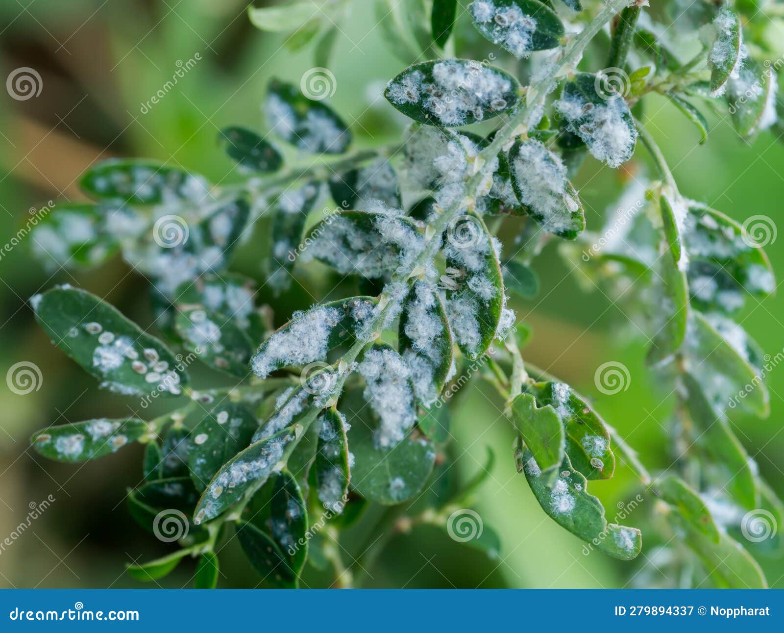 White aphids on leaves. stock image. Image of infestation - 279894337