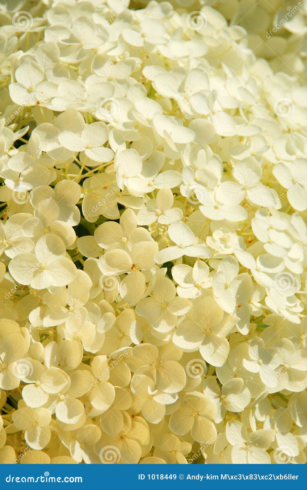 White Small Blossoms Closeup Stock Image - Image of bouquets ...