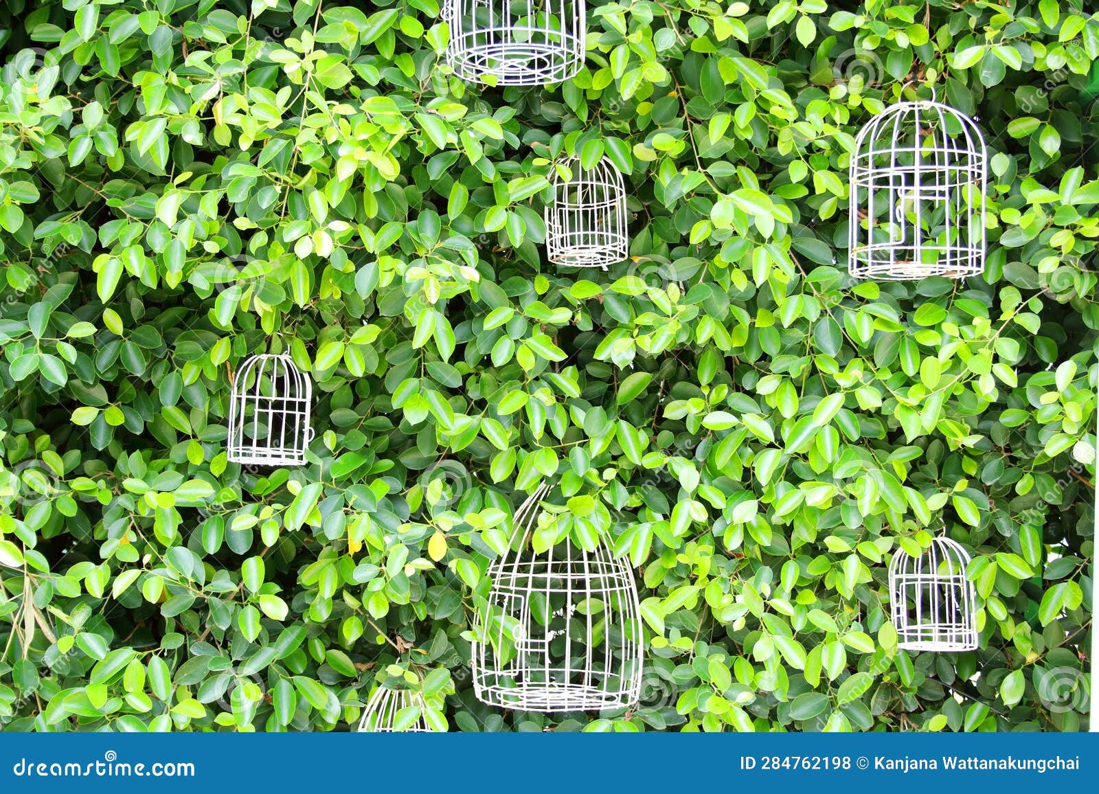 White Small Cage and Tree Wall. Stock Photo - Image of green, greenery ...