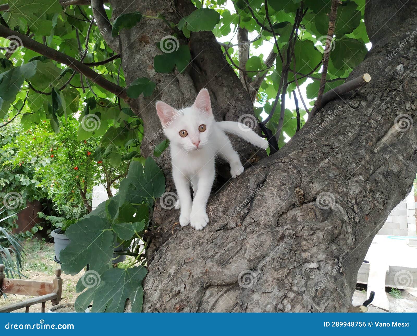 White Small Cat Turkish Angora on a Fig Tree Stock Photo - Image of ...