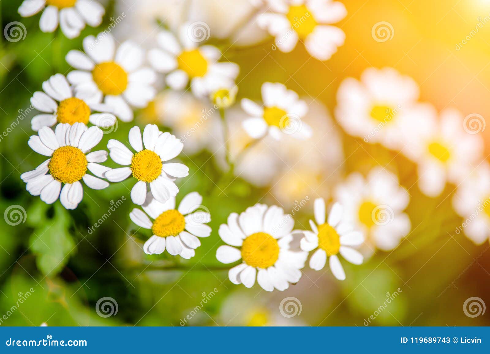 White small daisies stock image. Image of camomile, beautiful - 119689743