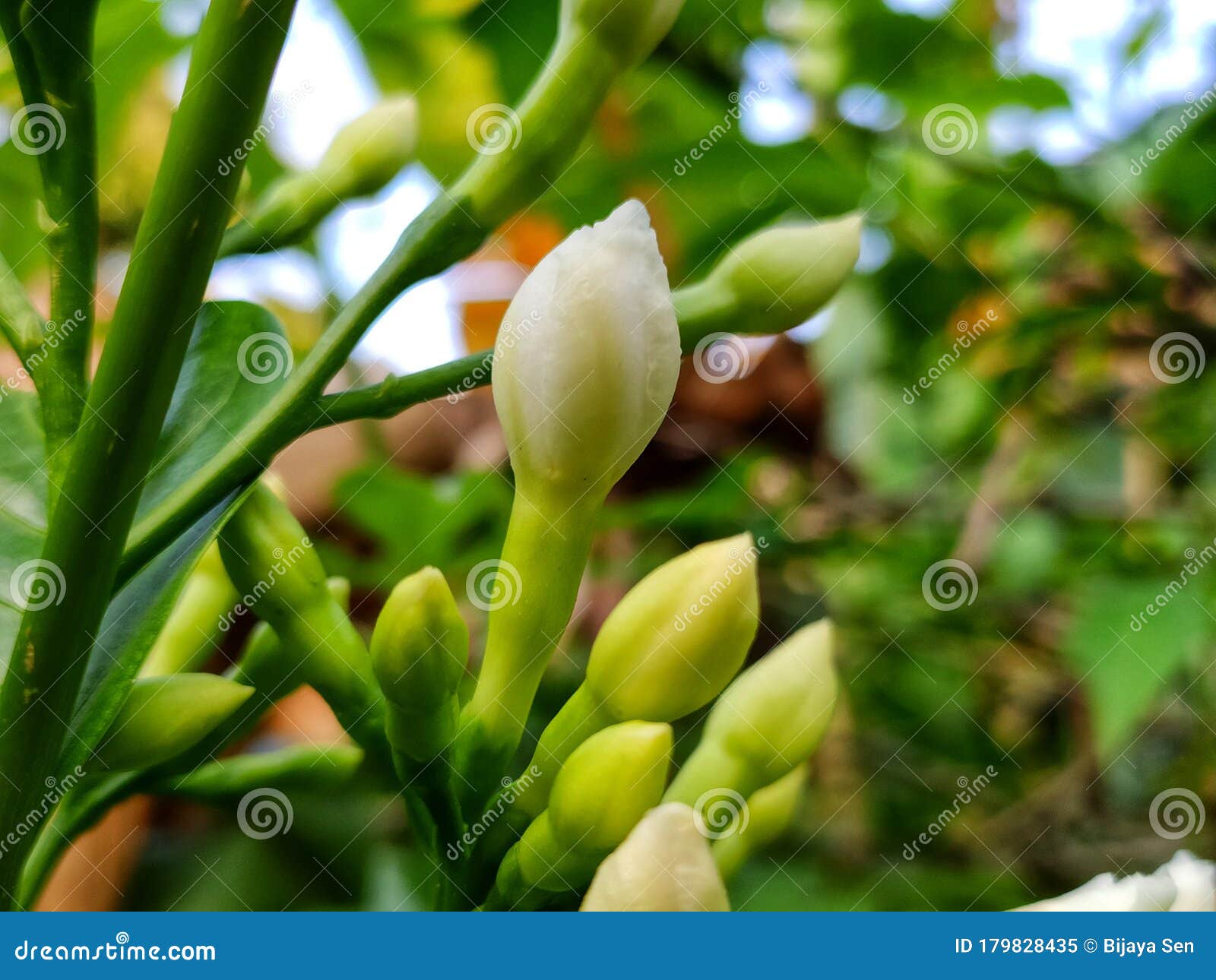 White small flower buds stock image. Image of leaf, yellow - 179828435